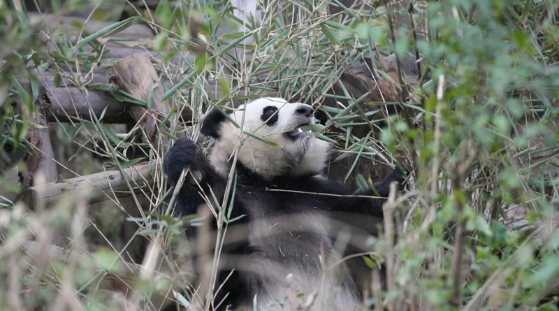 How many fingers on panda's hand?4,5,6 - Transparent Dome Tent
