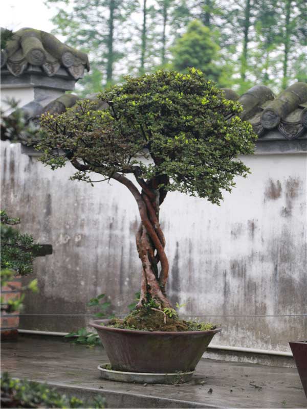 Bonsai Park 02